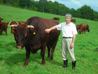 Japanese Shorthorn Cattle | Research | The Tokyo Foundation